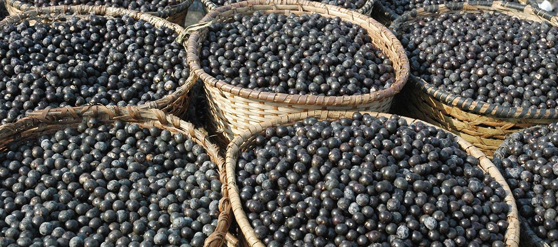 Um roteiro sob medida para conhecer o melhor do Pará!